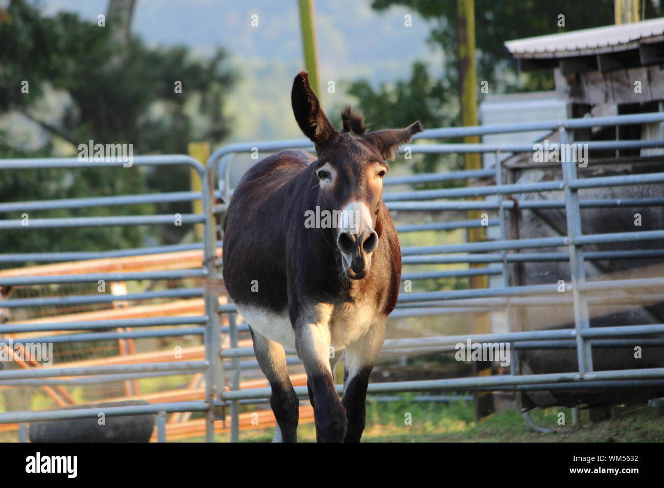 Donkey animal animal hi-res stock photography and images - Alamy