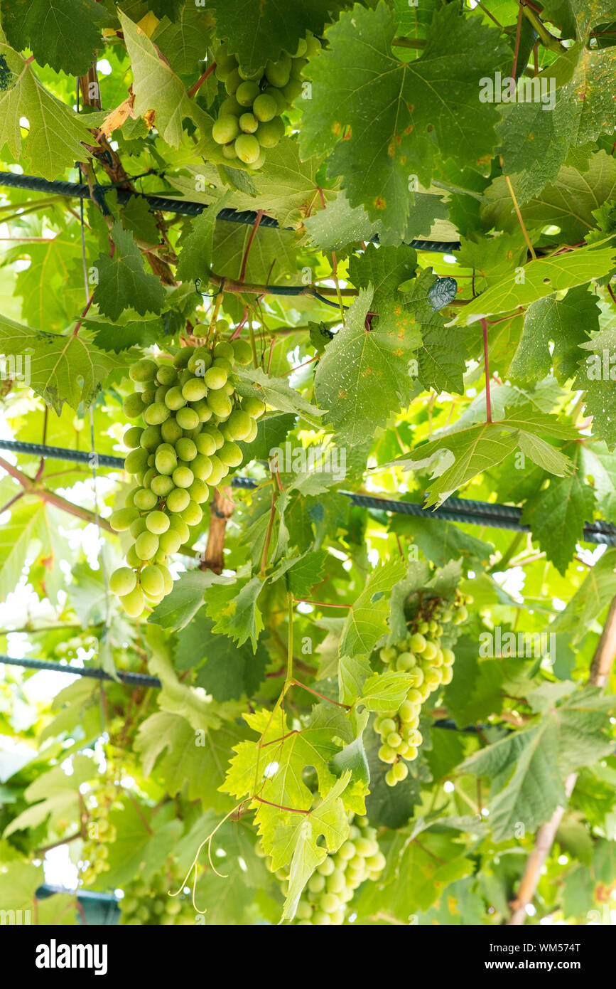 Vine with green grapes lit by sun. Nature background Stock Photo - Alamy