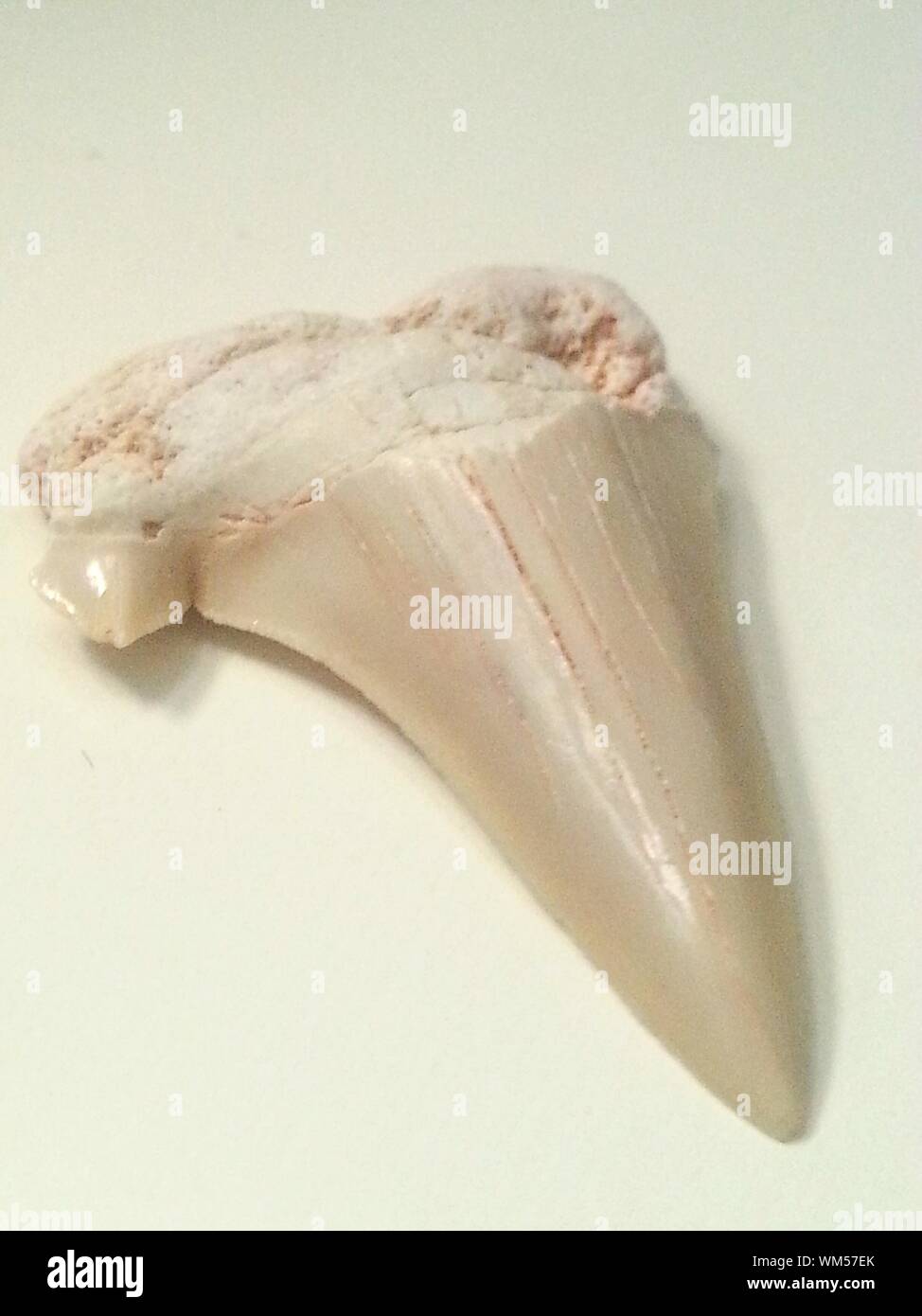 Teeth white background hi-res stock photography and images - Alamy