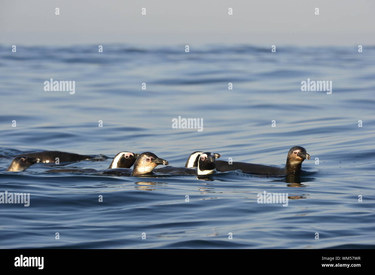 African black footed hi-res stock photography and images - Alamy