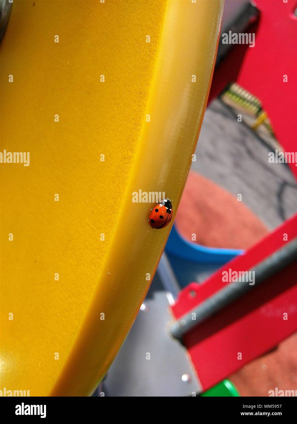 Ladybug yellow hi-res stock photography and images - Alamy