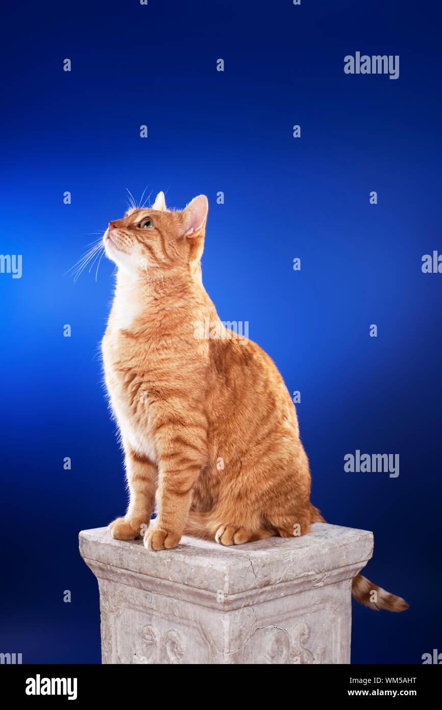 Alert senior 10 year old ginger cat sitting on a column Stock Photo - Alamy