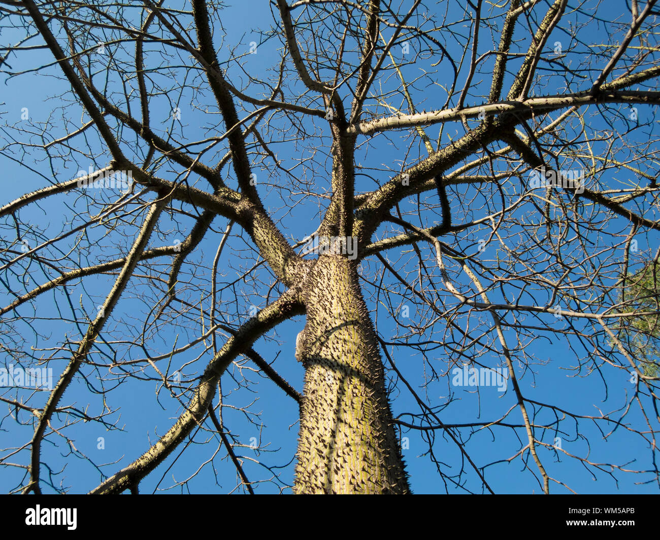 curious tree named Chorisia speciosa with spine trunk Stock Photo - Alamy