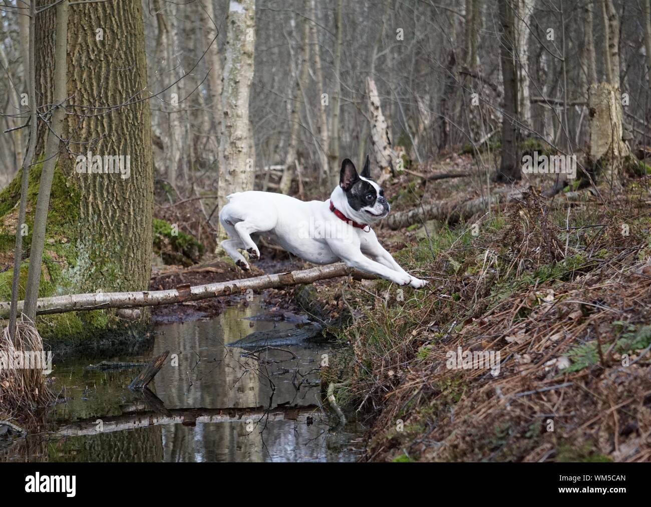 French Bulldog Jumping High Resolution Stock Photography and Images - Alamy