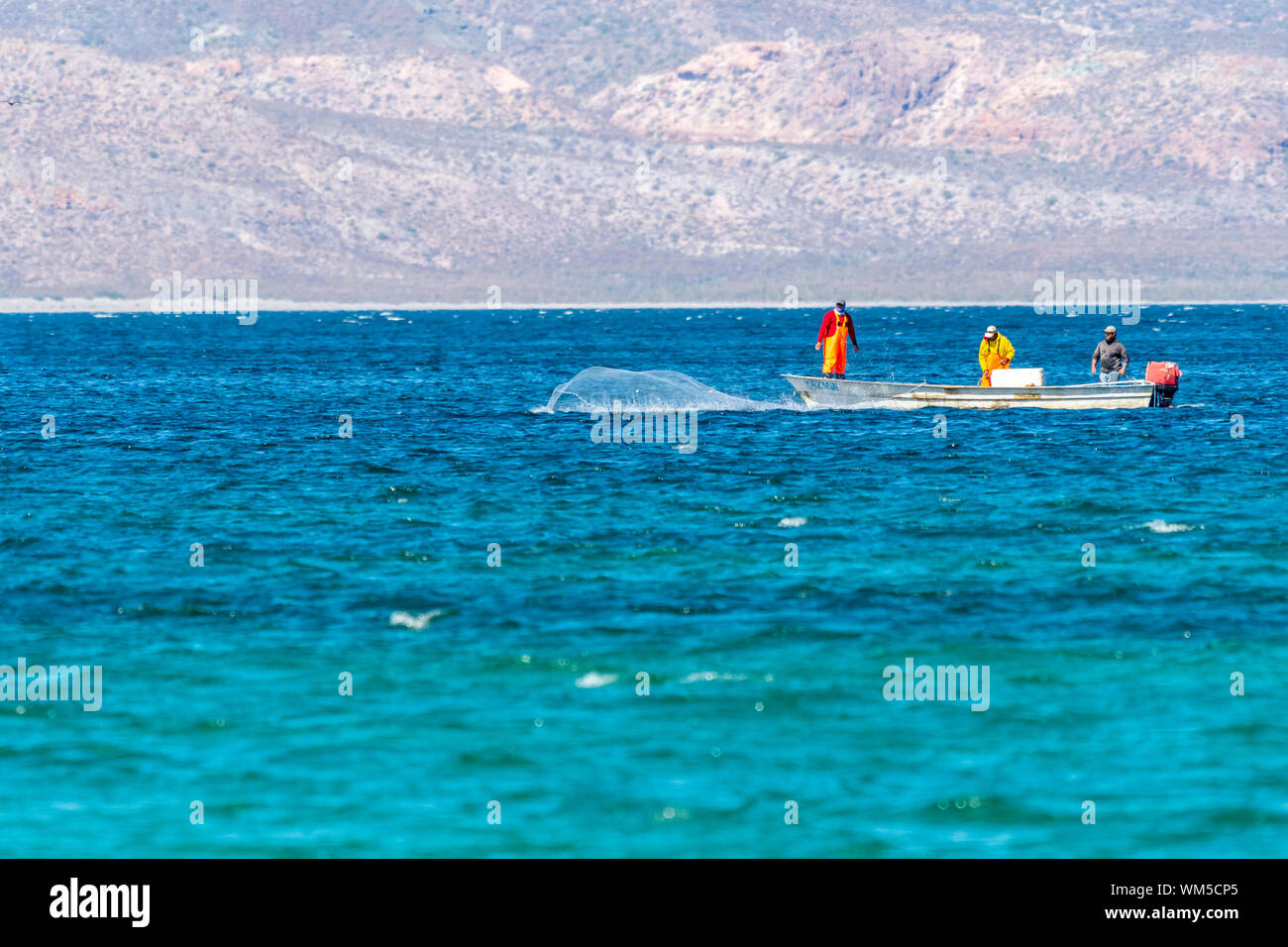 Fishermen in a small boat casting a fishing net in Baja California Sur ...