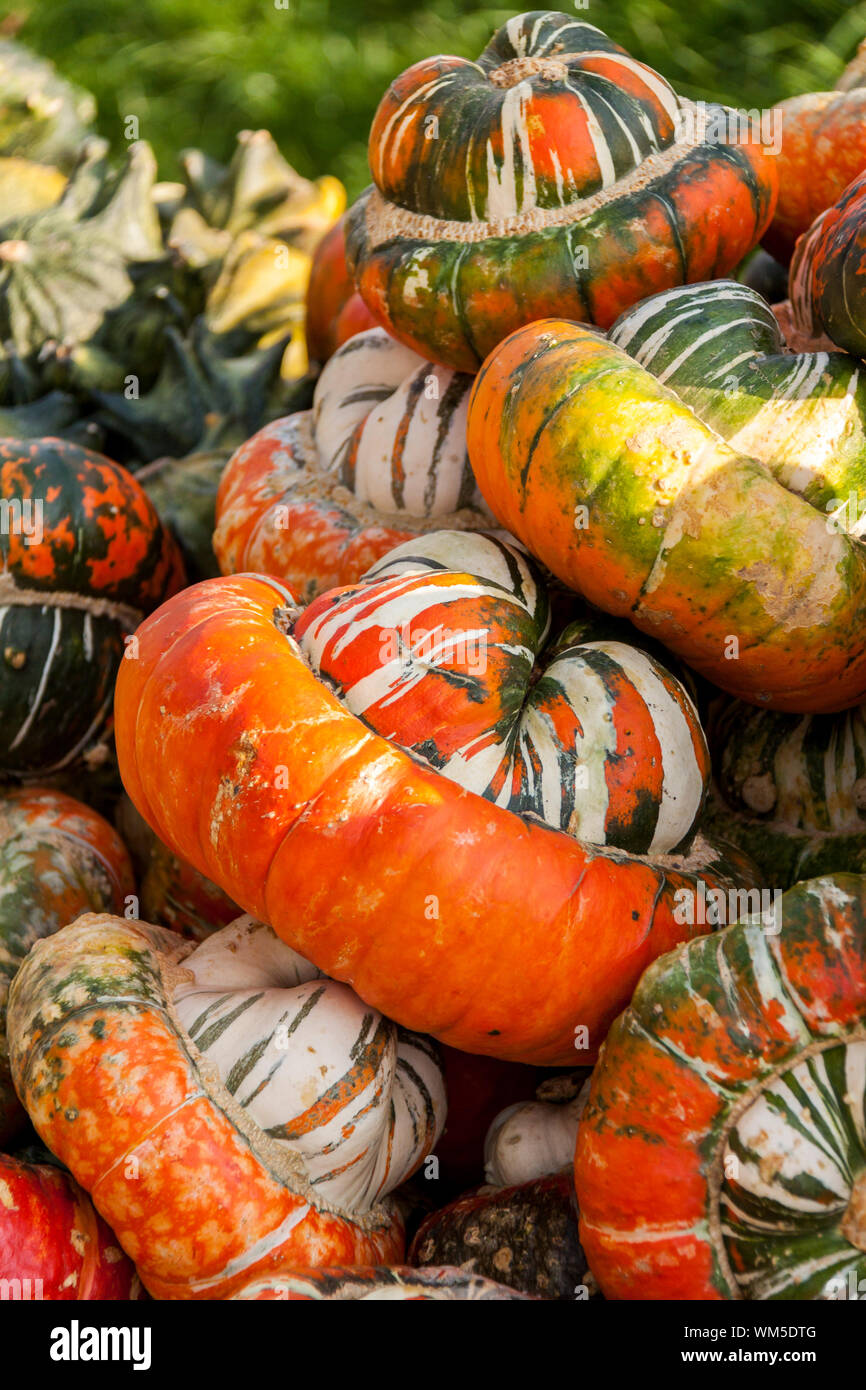 Bischofsmütze Turk Turban cucurbita pumpkin pumpkins from autumn ...