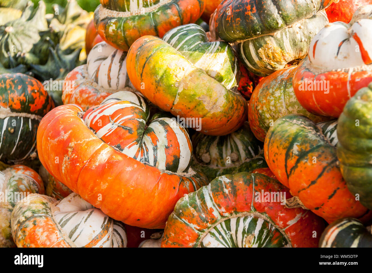 Bischofsmï¿½ï¿½tze Turk Turban cucurbita pumpkin pumpkins from autum ...