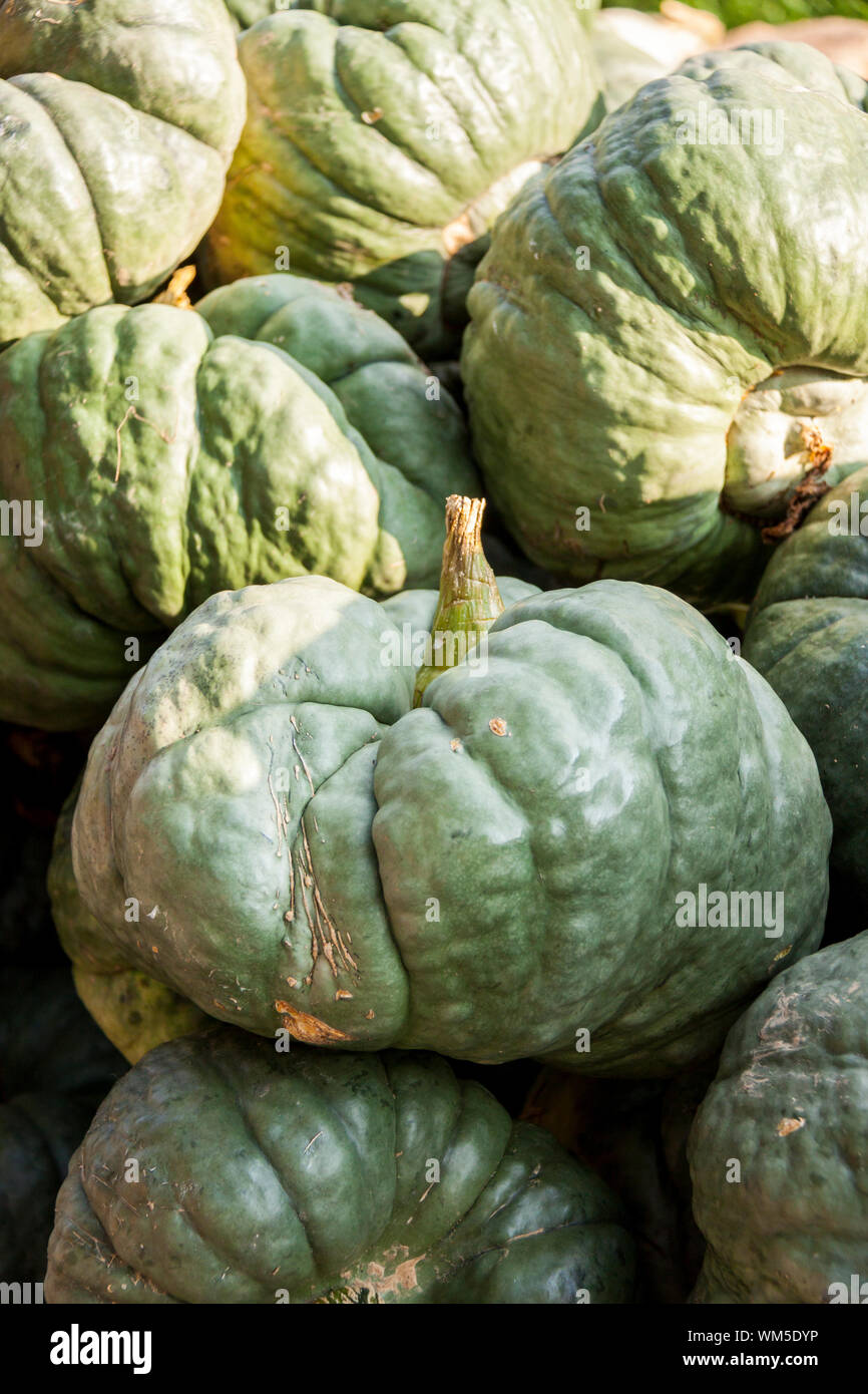 Triamble pumpkin hi-res stock photography and images - Alamy