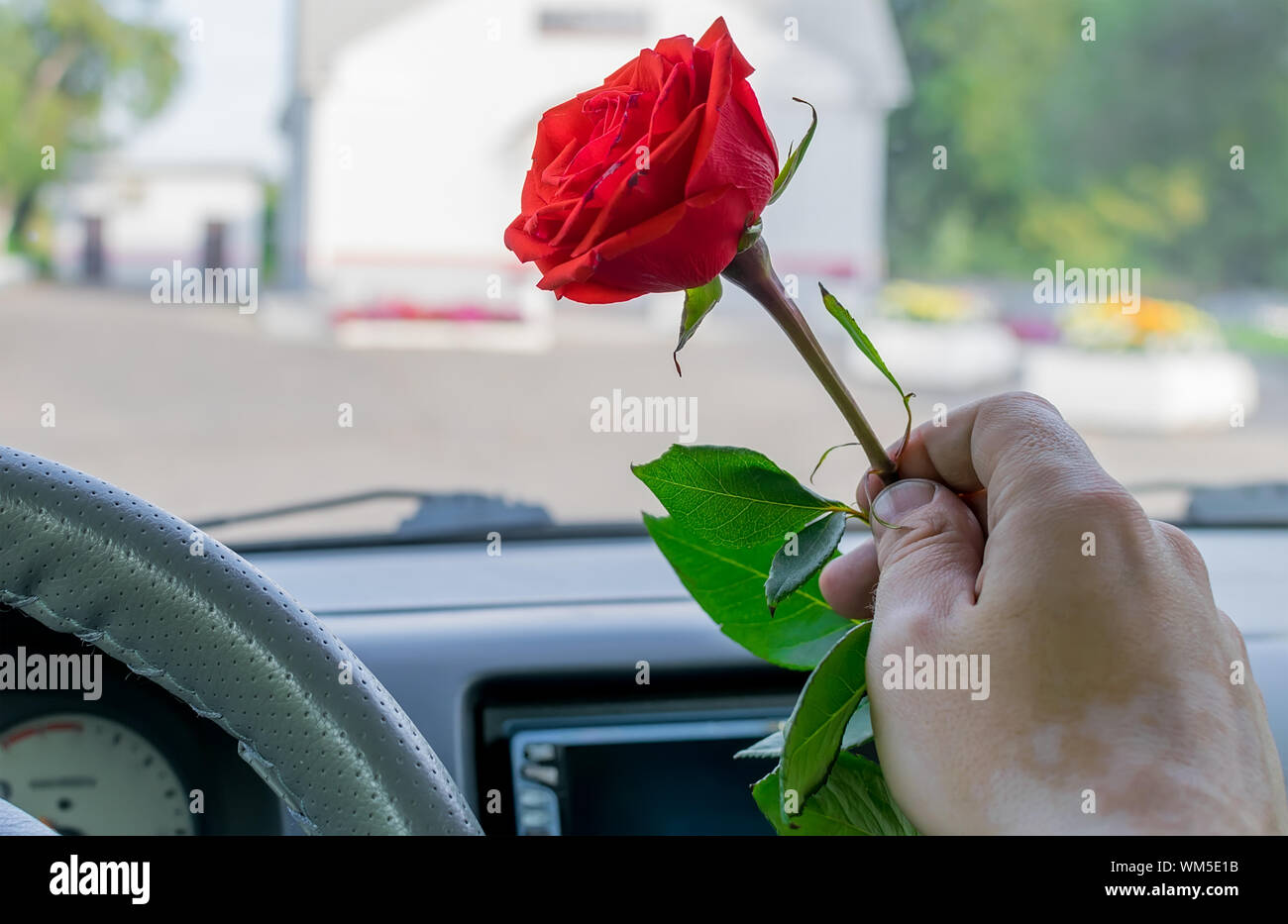 the driver hand in the car behind the wheel holds a red rose flower ...