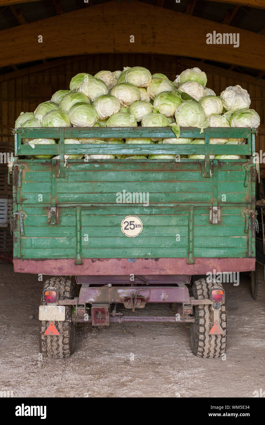 Harvested potatoes in farm trailer hi-res stock photography and images ...