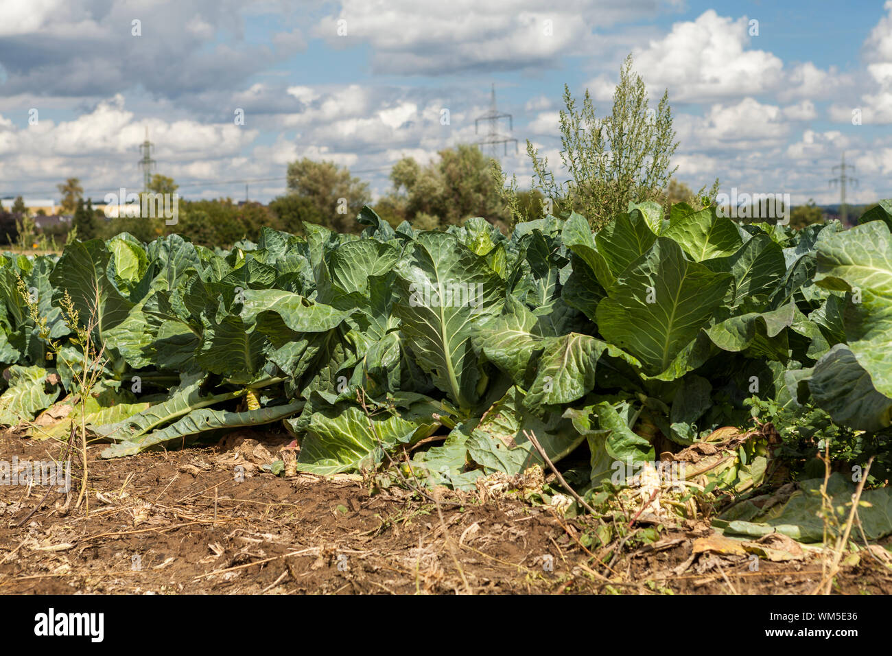 green cabbage plant field outdoor in summer Stock Photo - Alamy