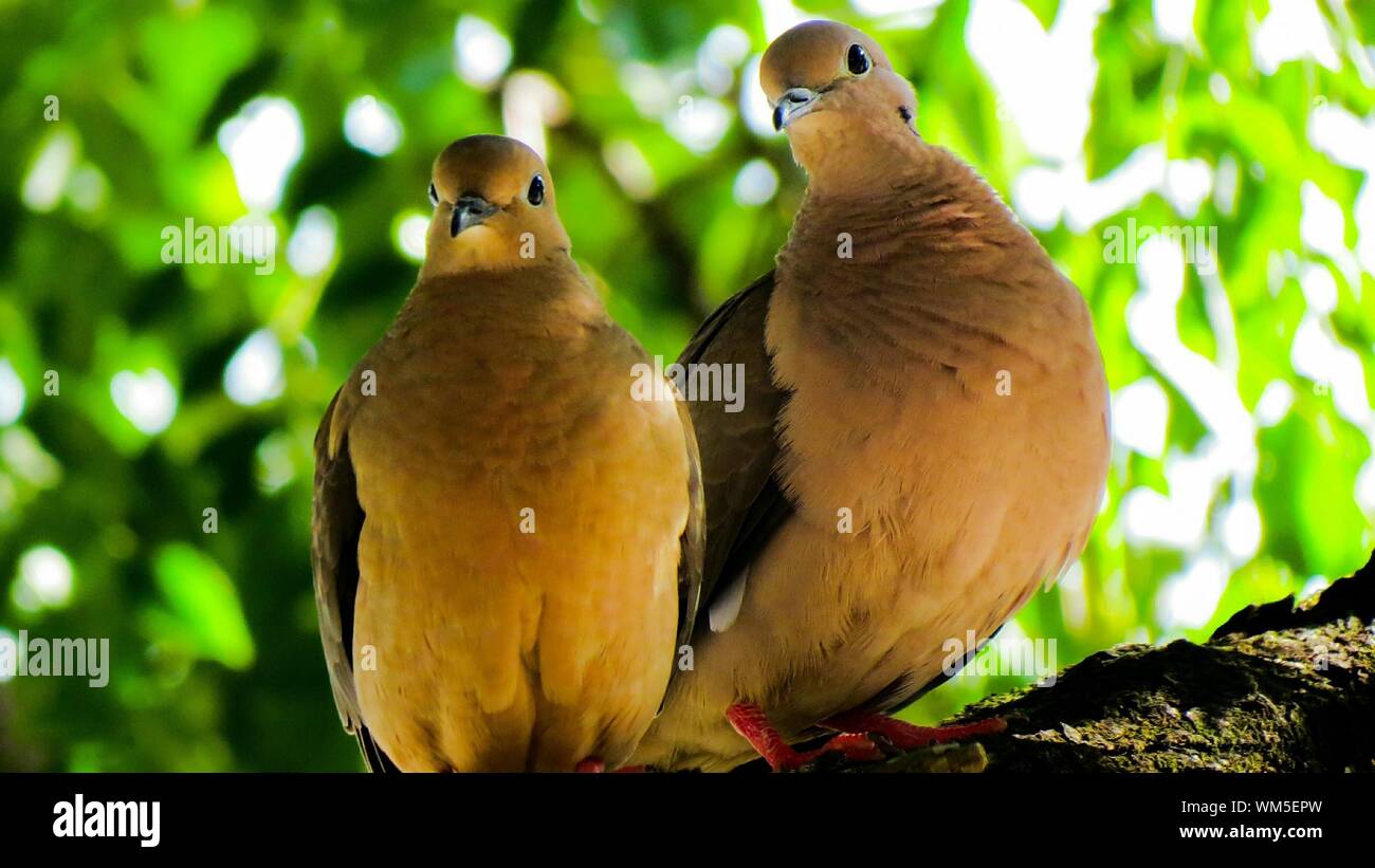 Two mourning doves hi-res stock photography and images - Alamy Two mourning doves hi-res stock photography and images - Alamy