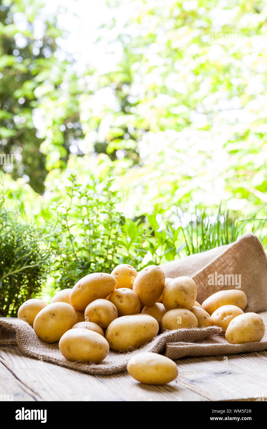 Farm fresh baby potatoes displayed on a hessian sack on a rustic wooden ...
