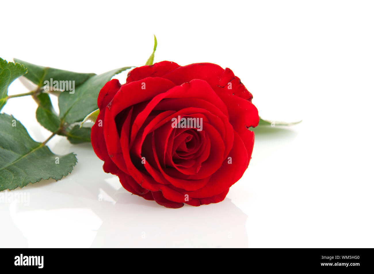 Single red nature rose isolated over white Stock Photo - Alamy