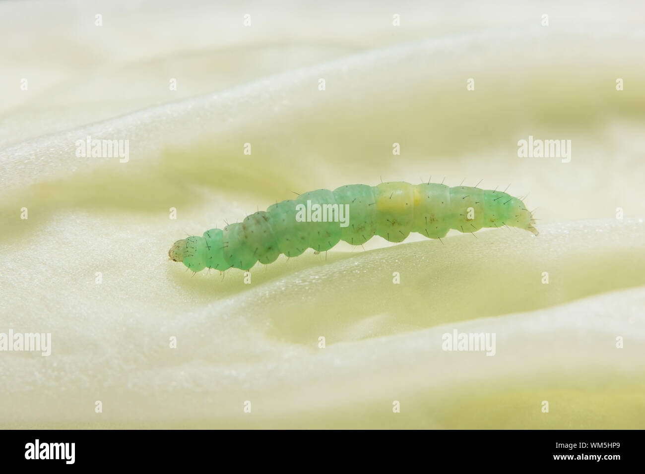 Green worm hi-res stock photography and images - Alamy