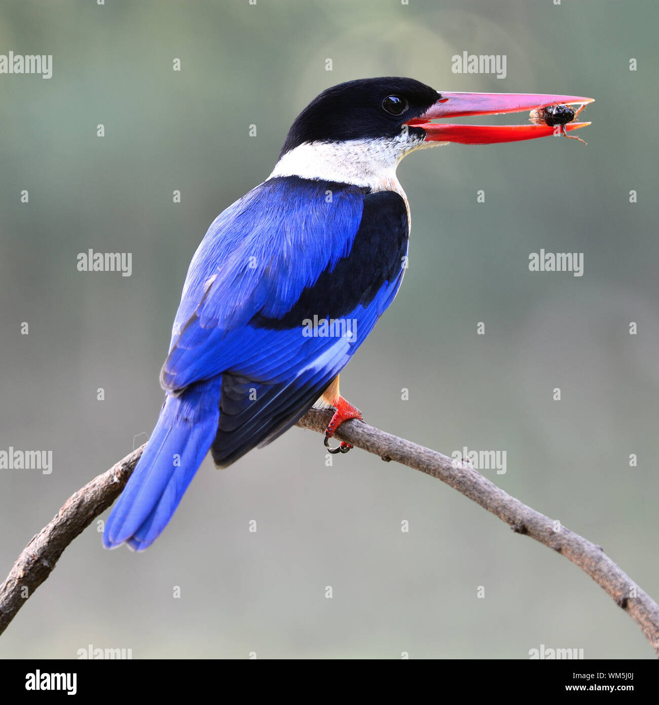 Beautiful Kingfisher bird, Black-capped Kingfisher (Halcyon pileata ...