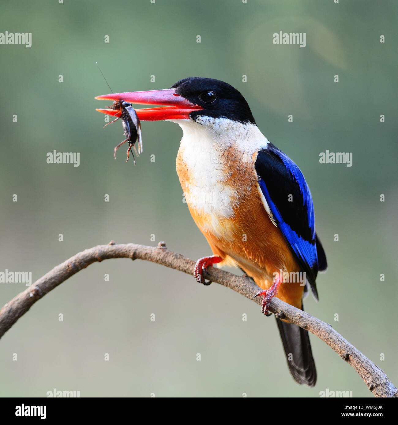 Beautiful Kingfisher bird, Black-capped Kingfisher (Halcyon pileata ...
