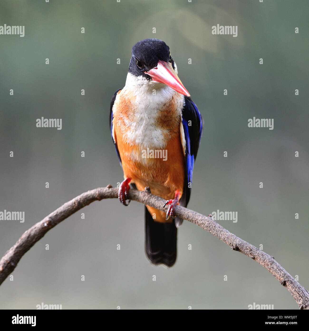 Beautiful Kingfisher bird, Black-capped Kingfisher (Halcyon pileata ...