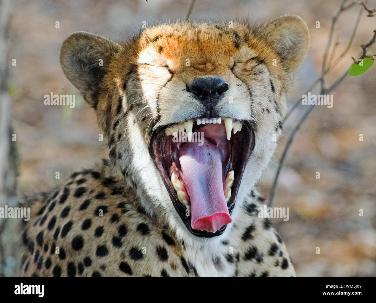 Cheetah Yawning High Resolution Stock Photography and Images - Alamy