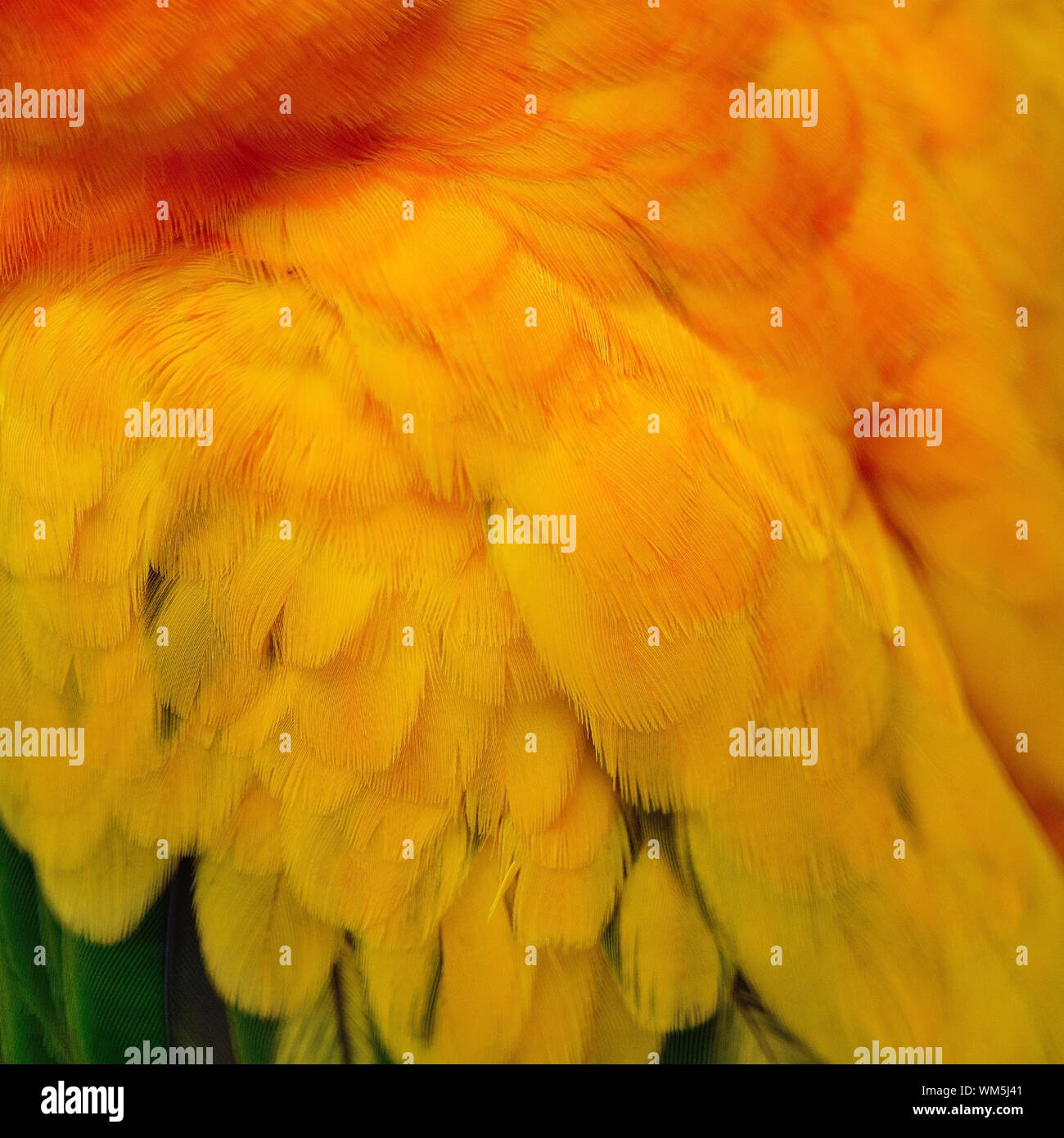 Colorful bird feathers, Sun Conure feathers texture background abstract ...