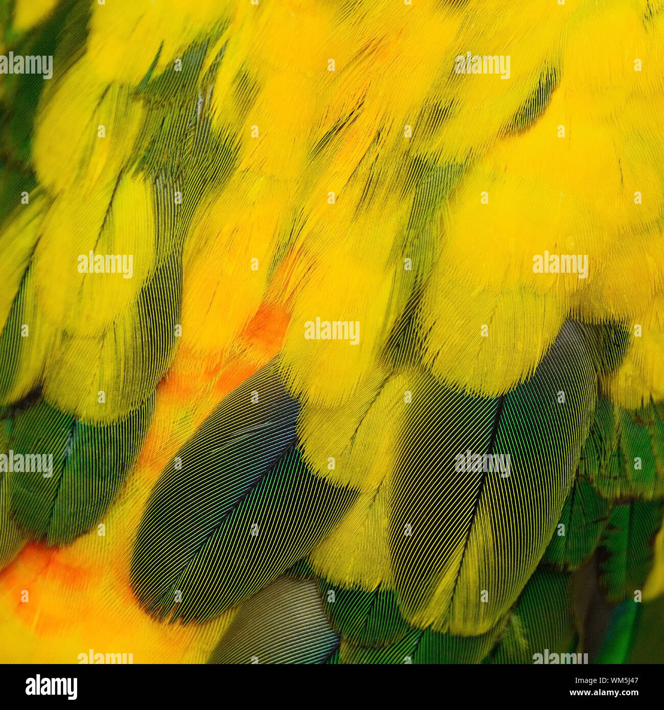 Colorful bird feathers, Sun Conure feathers texture background abstract ...