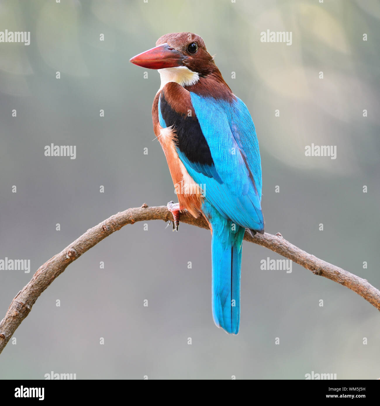 Beautiful Kingfisher bird, White-throated Kingfisher (Halcyon ...