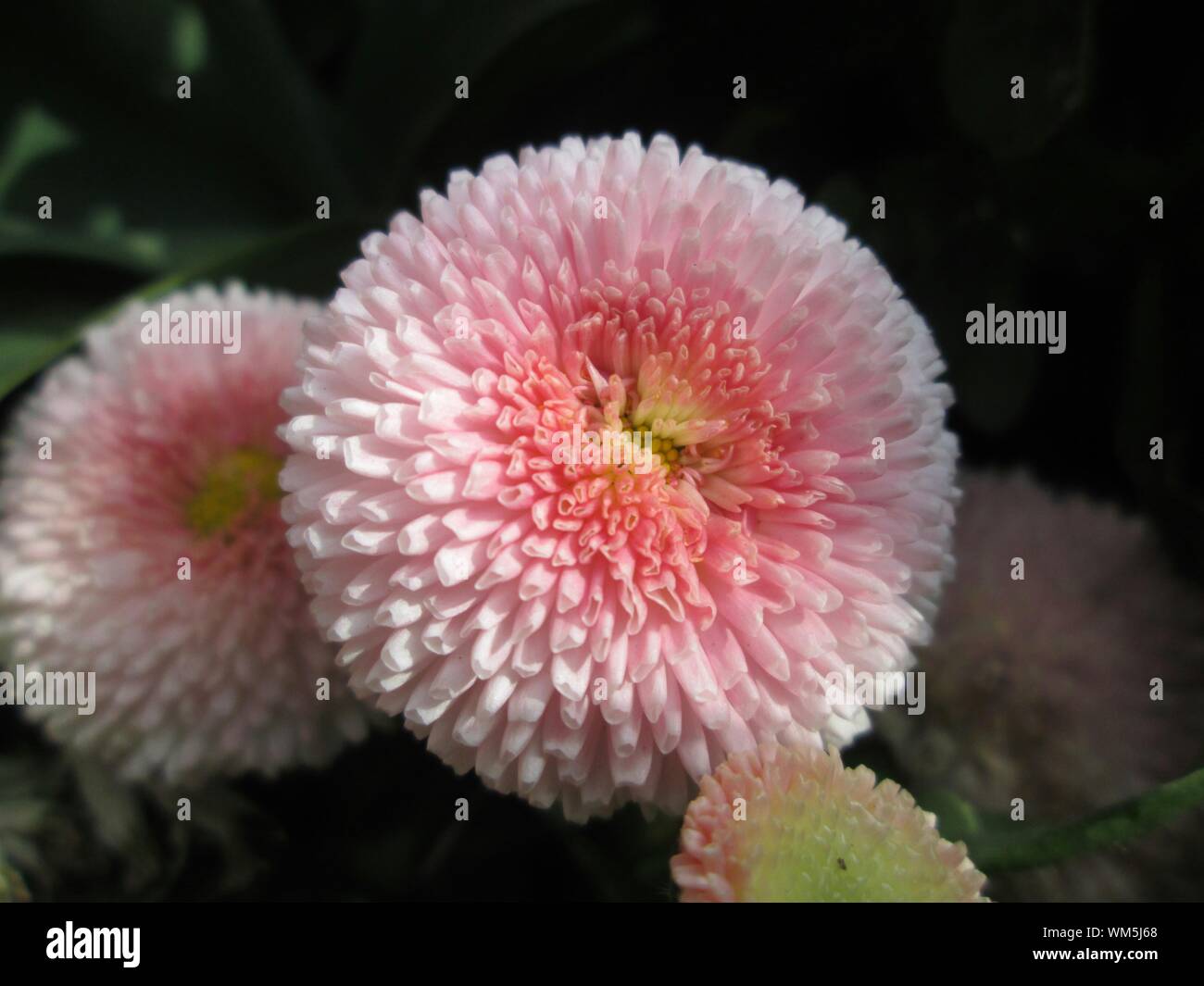 English daisy pink hi-res stock photography and images - Alamy