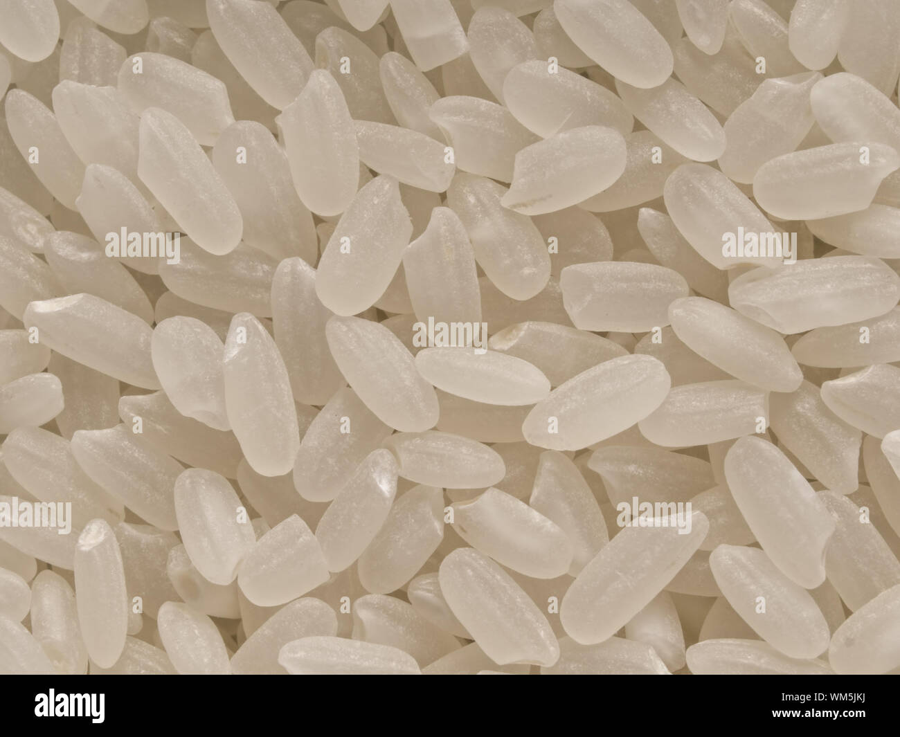 close up of short grain japanese calrose rice food background Stock ...
