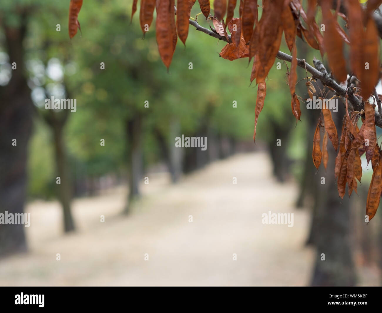 Pathway with trees hi-res stock photography and images - Alamy