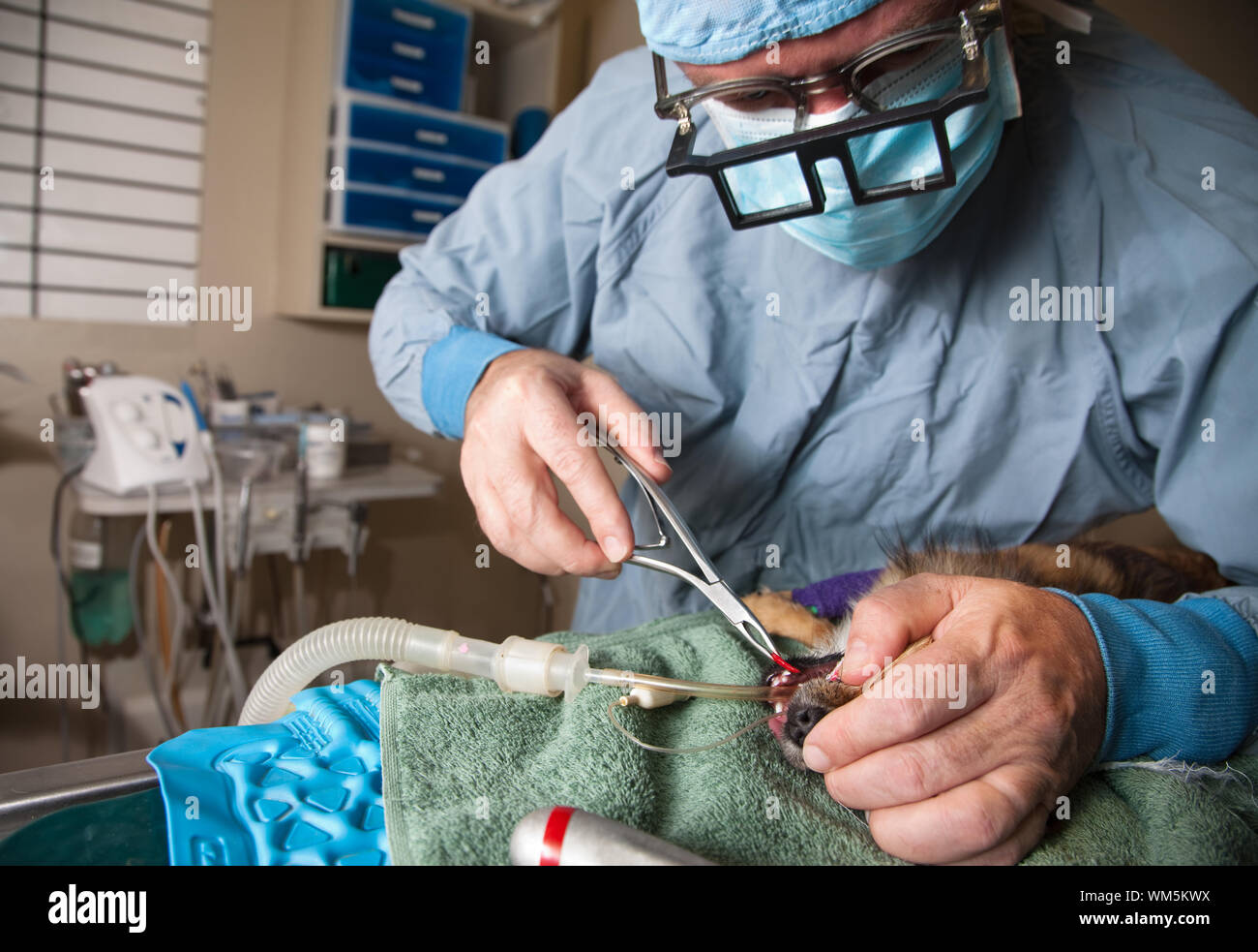 Veterinarian performing dental extraction on small dog Stock Photo - Alamy