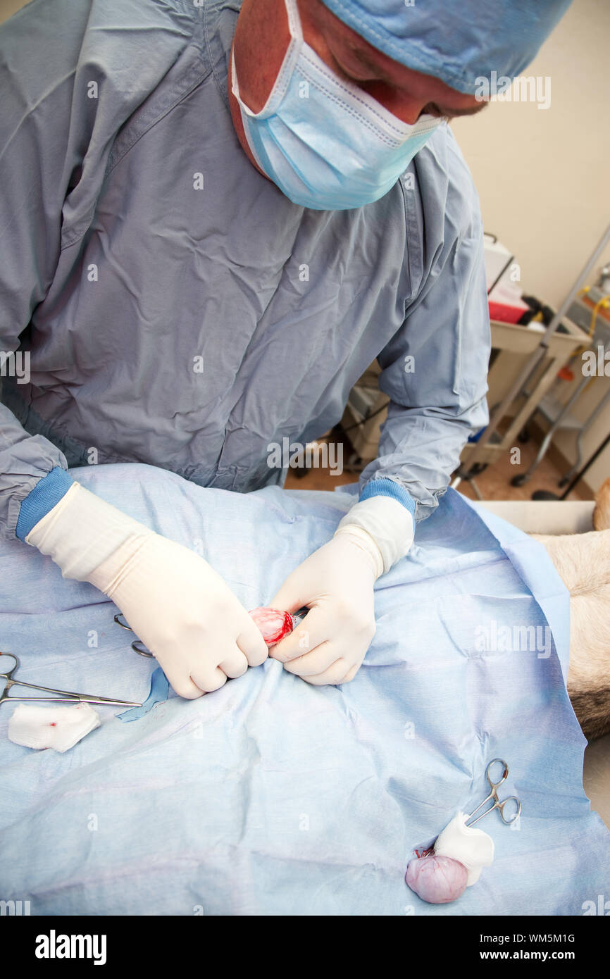 Neuter hi-res stock photography and images - Alamy