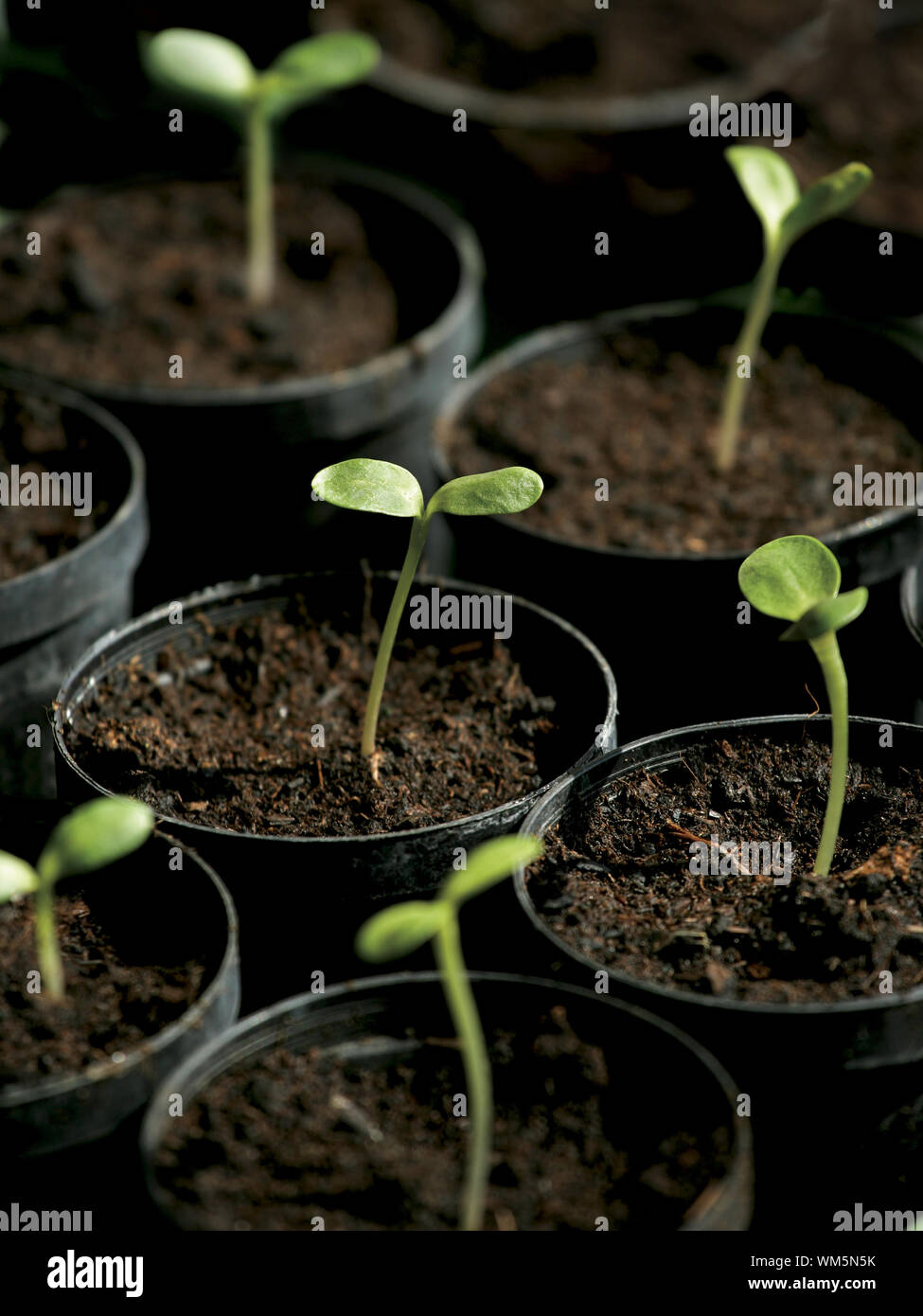 Sprouting sunflower plant soil hi-res stock photography and images - Alamy