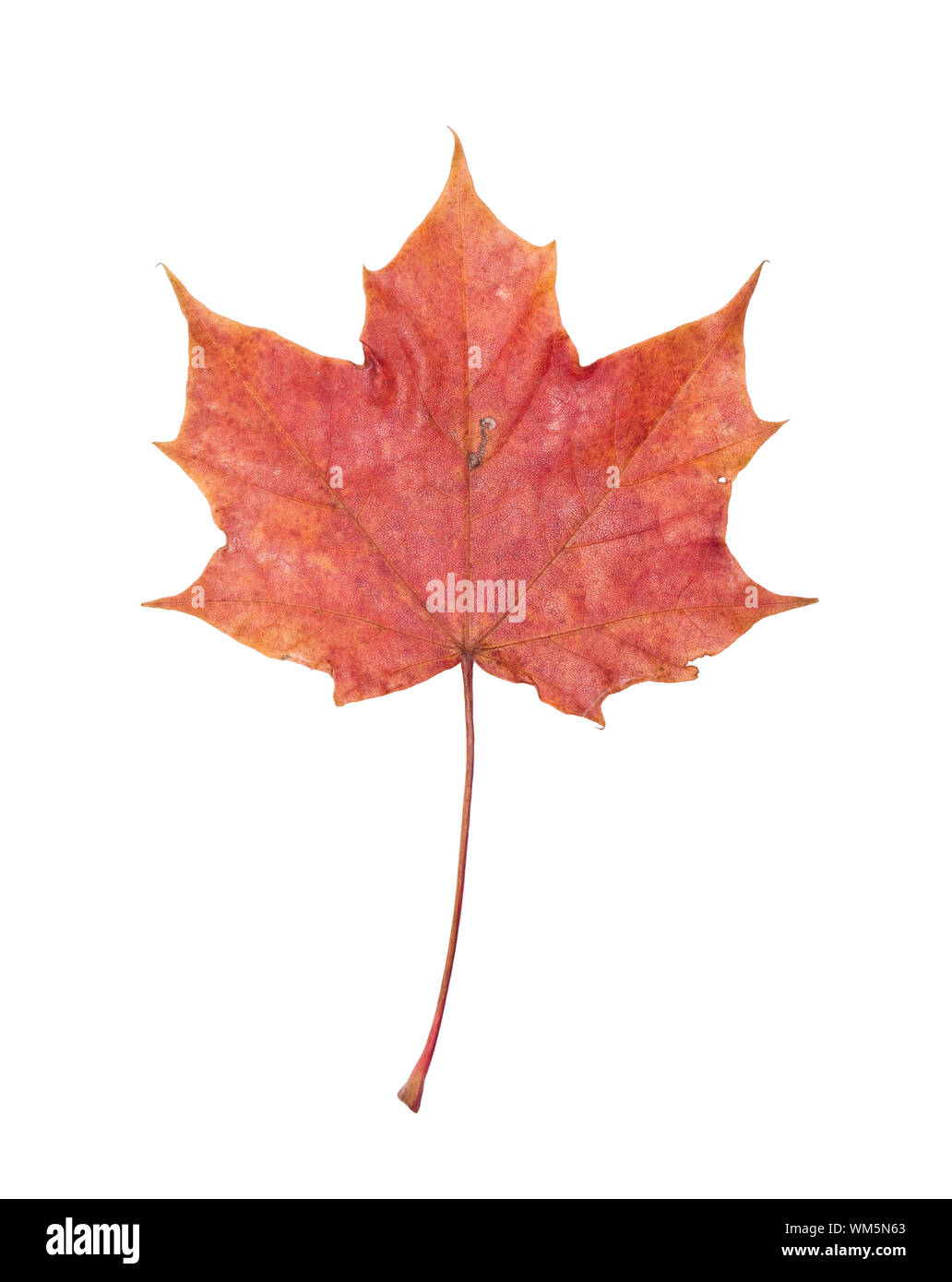 Autumn leaf isolated on a white background Stock Photo - Alamy
