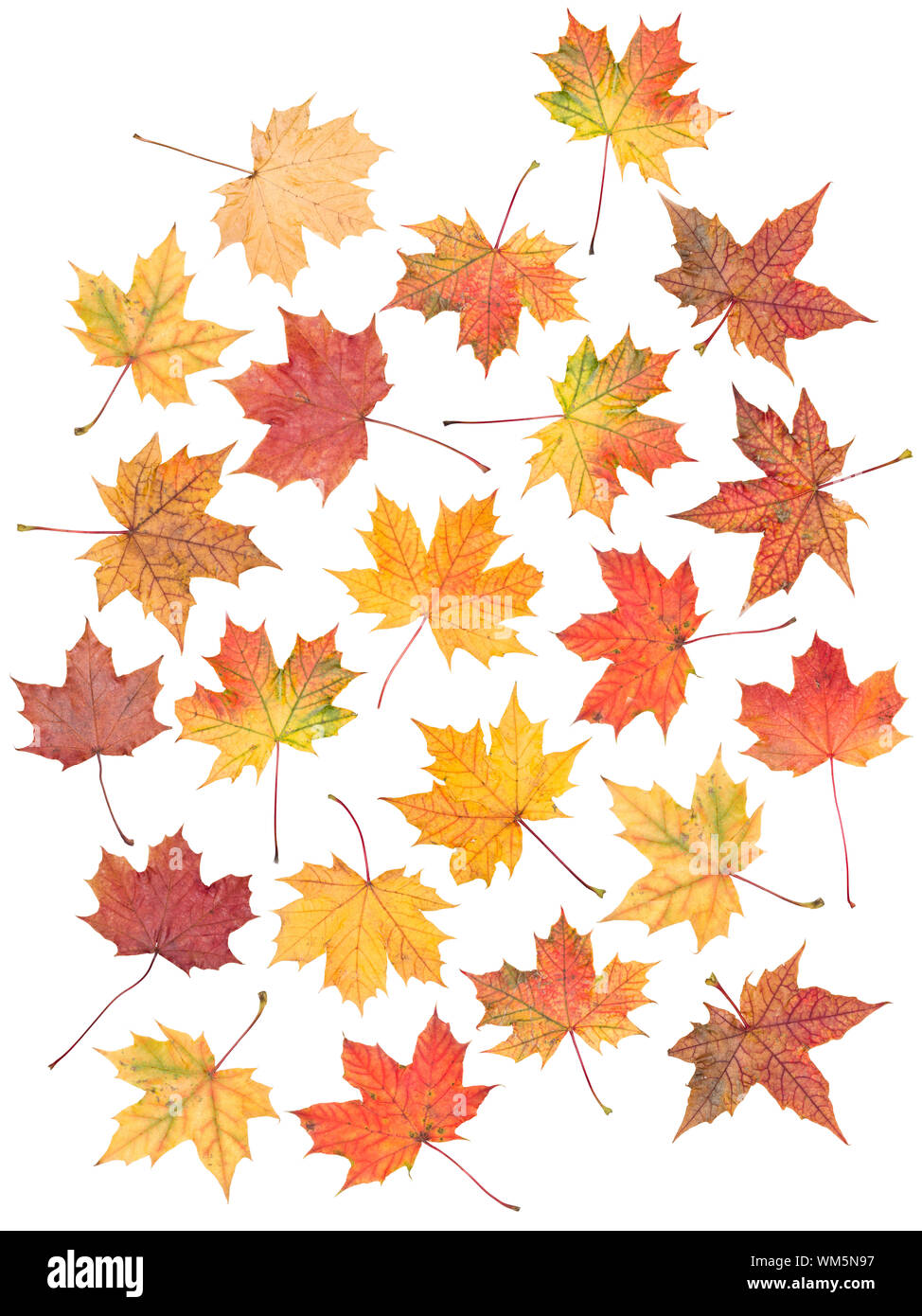 Multiple autumn leaf isolated on a white background Stock Photo - Alamy