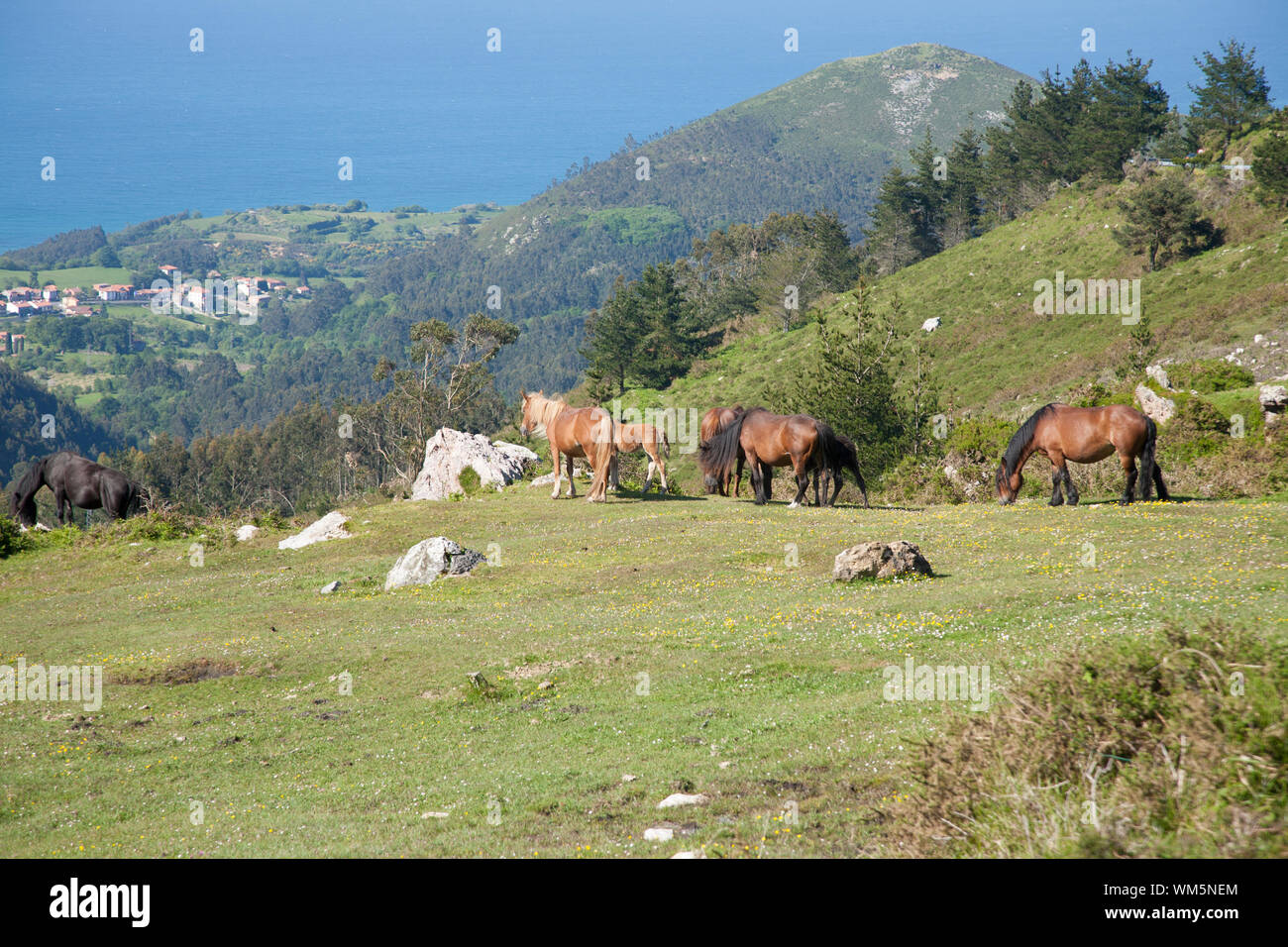 Asturcon horses hi-res stock photography and images - Alamy