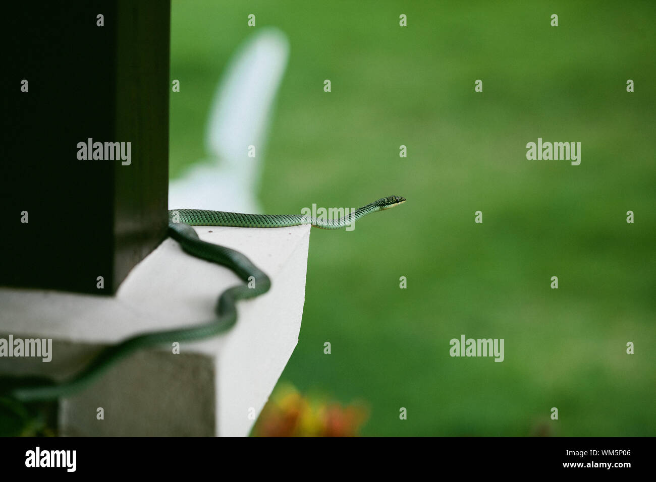 Snake Column High Resolution Stock Photography and Images - Alamy