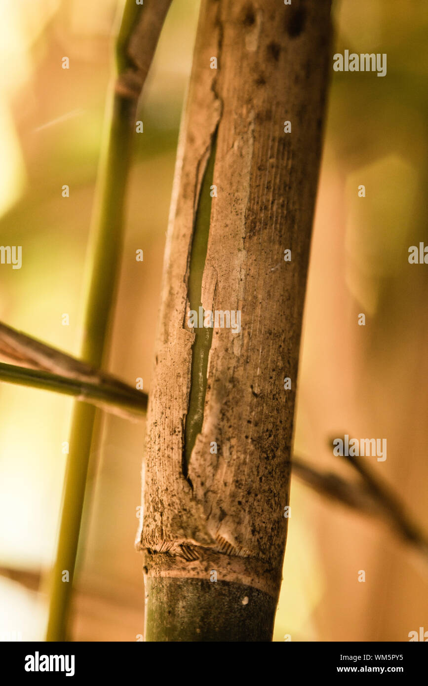 Bamboo tree close up hi-res stock photography and images - Alamy