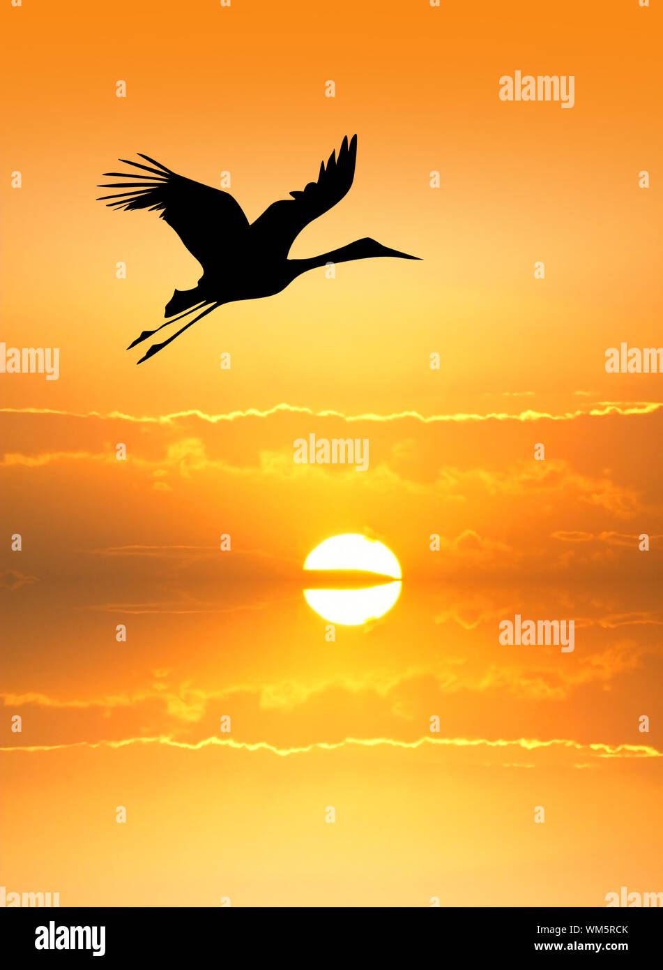 Silhouette stork sunset hi-res stock photography and images - Alamy