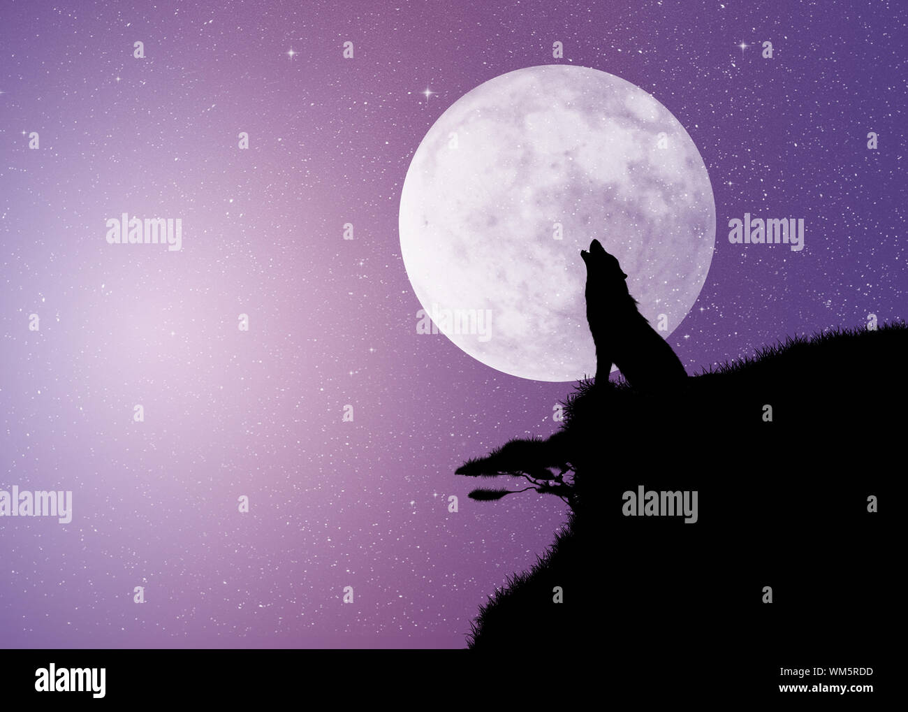 wolf in th moonlight Stock Photo - Alamy