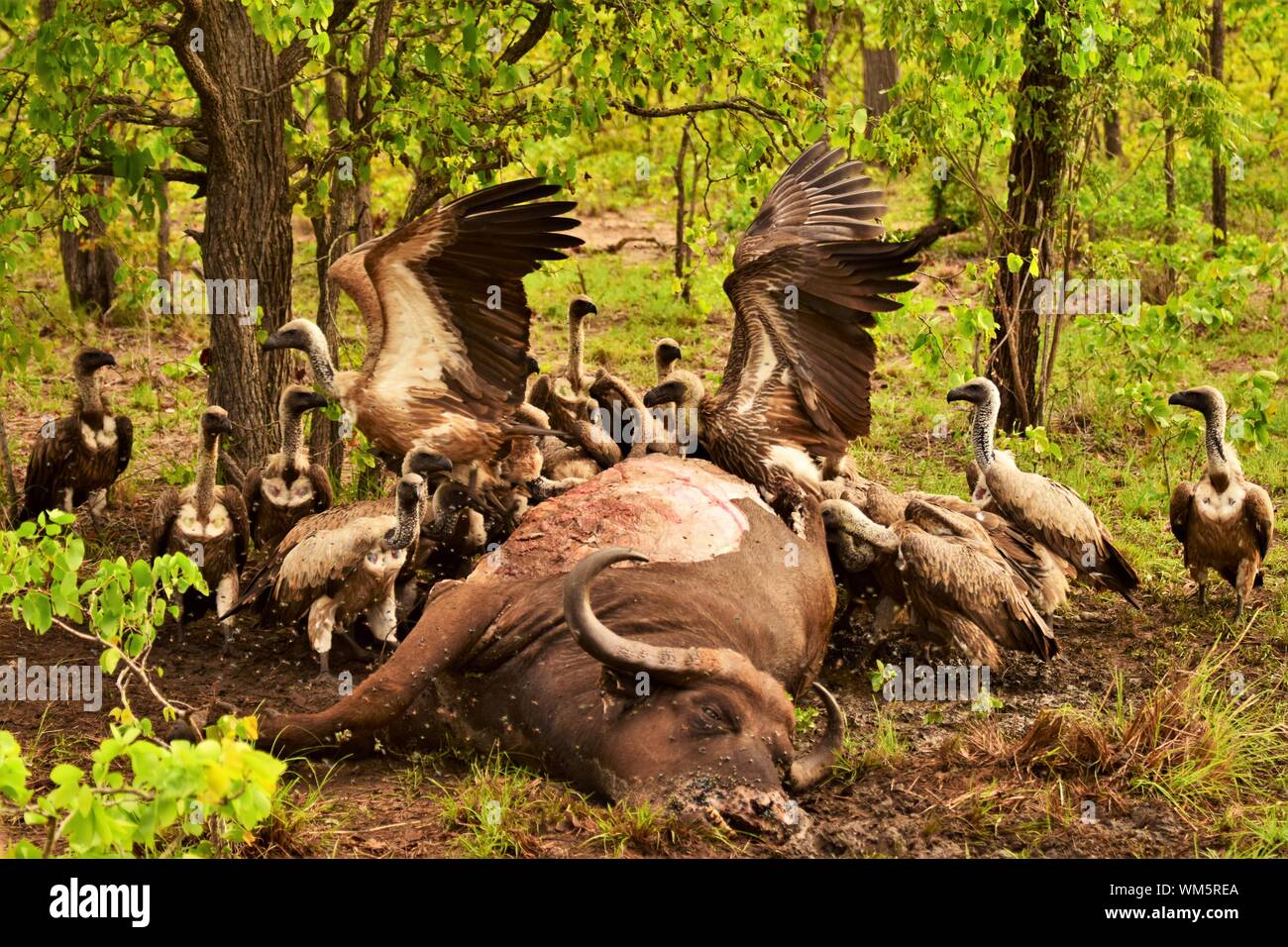 Dead birds of prey hi-res stock photography and images - Alamy