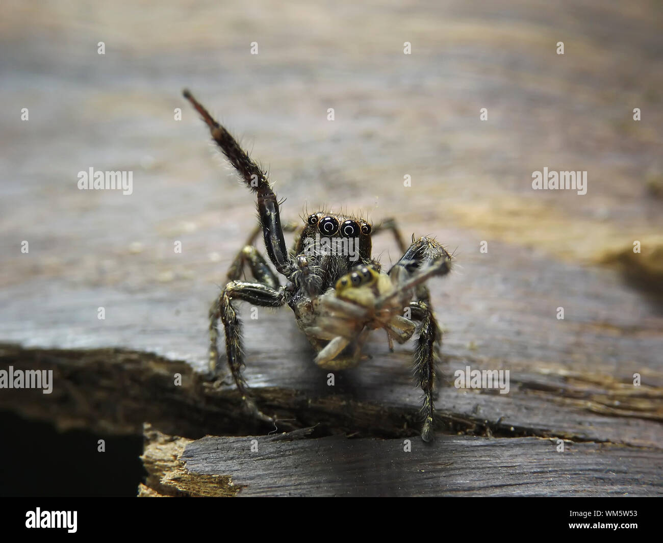 Wood Spiders High Resolution Stock Photography and Images - Alamy
