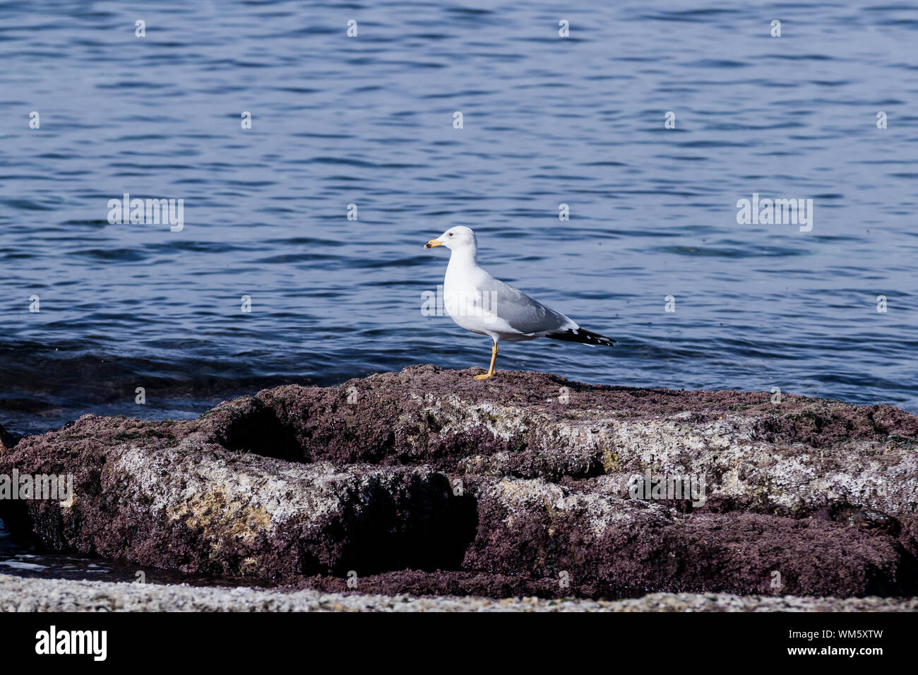 Side View Of Seagull Perching On Rock At Beach Stock Photo - Alamy
