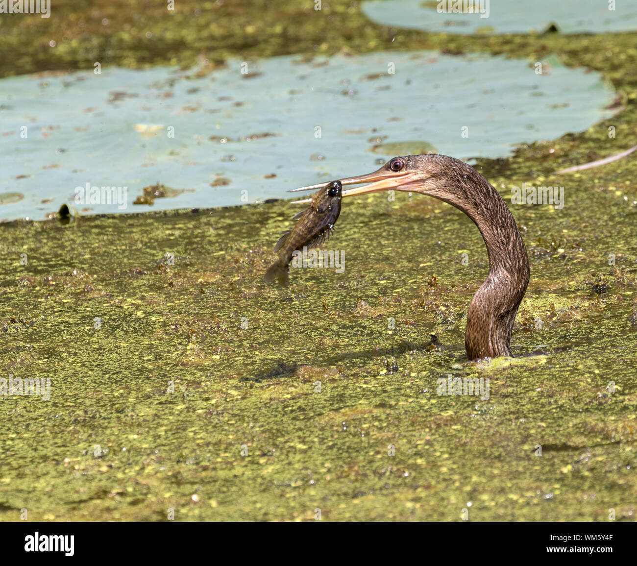 The anhinga (Anhinga anhinga) fishing in Brazos Bend State park Stock ...