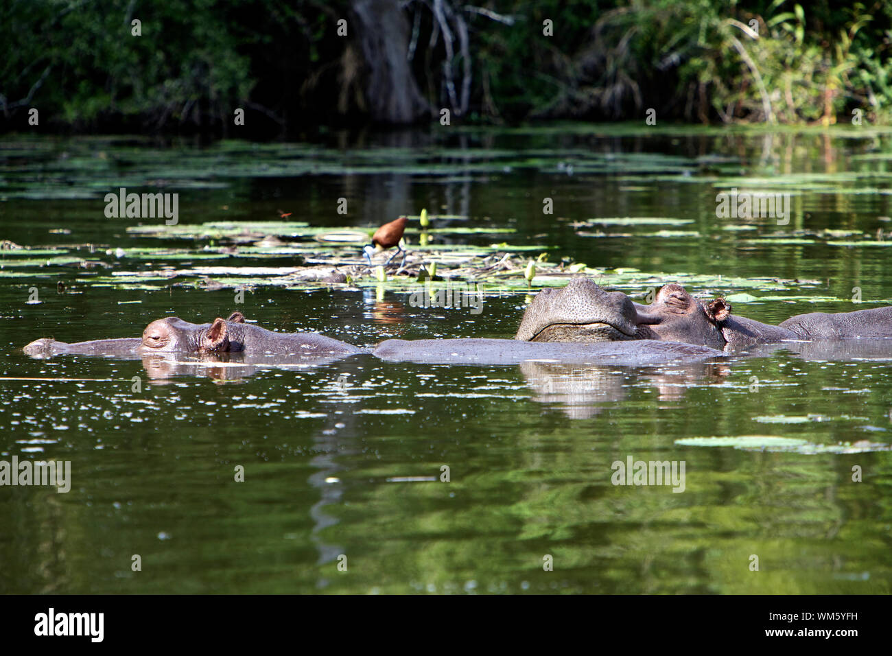 Animals swimming hi-res stock photography and images - Alamy
