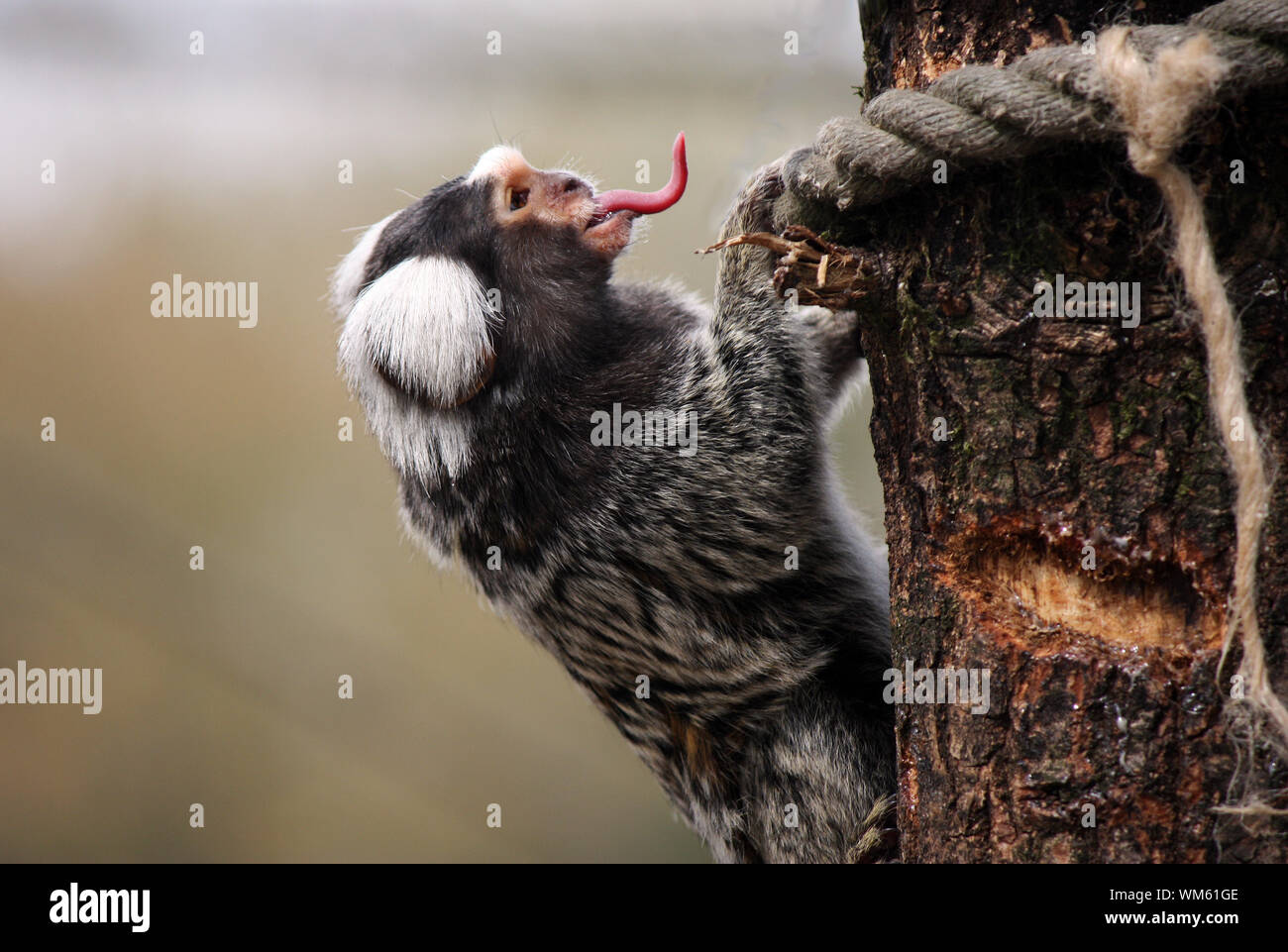 Marmoset Monkey High Resolution Stock Photography and Images - Alamy