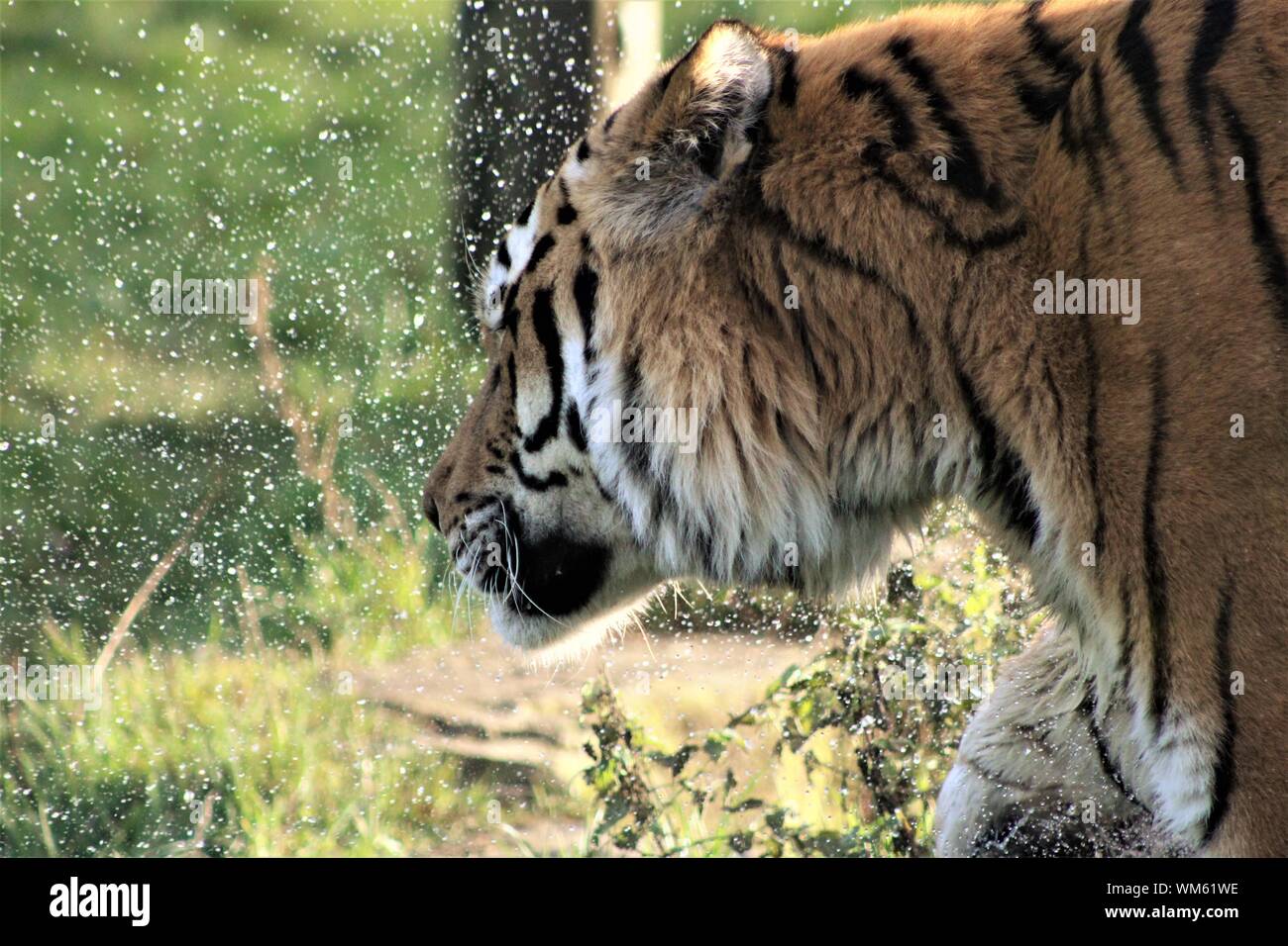 Tiger Splashing Water High Resolution Stock Photography and Images - Alamy