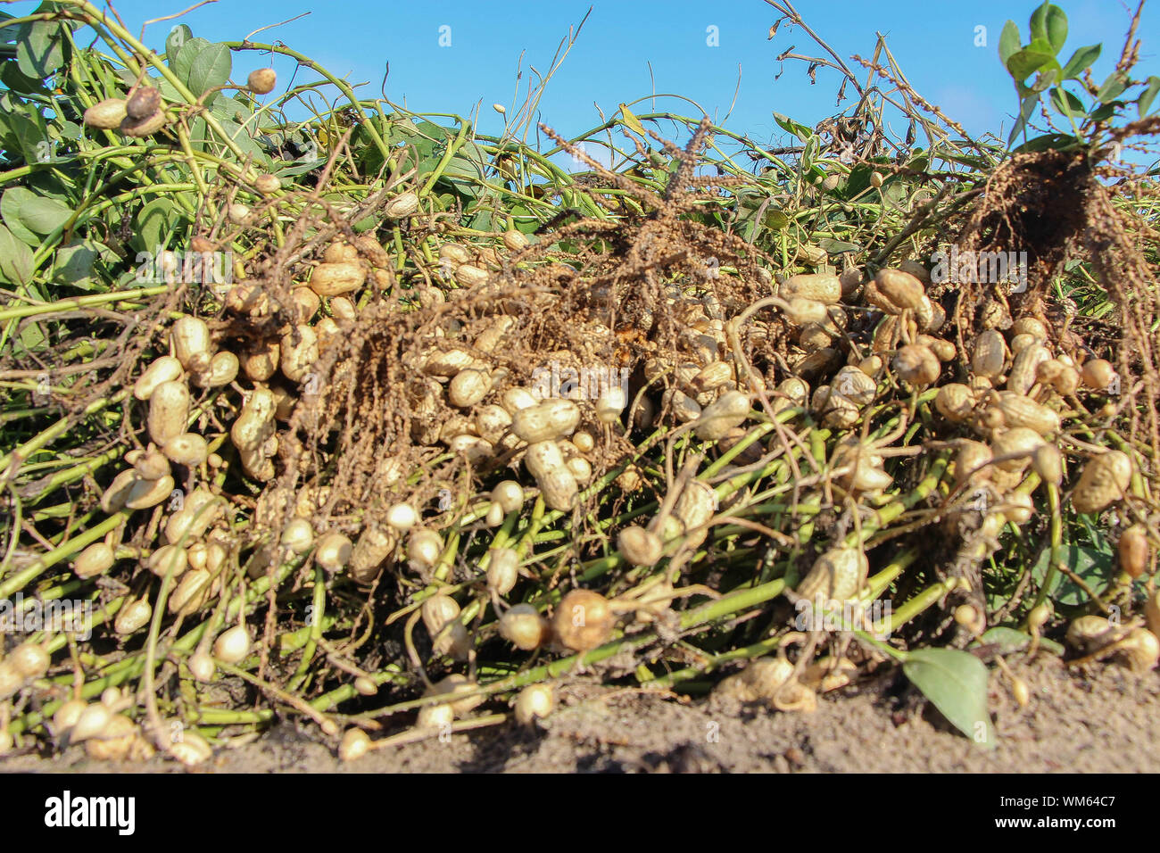 Peanut plant close up hi-res stock photography and images - Alamy