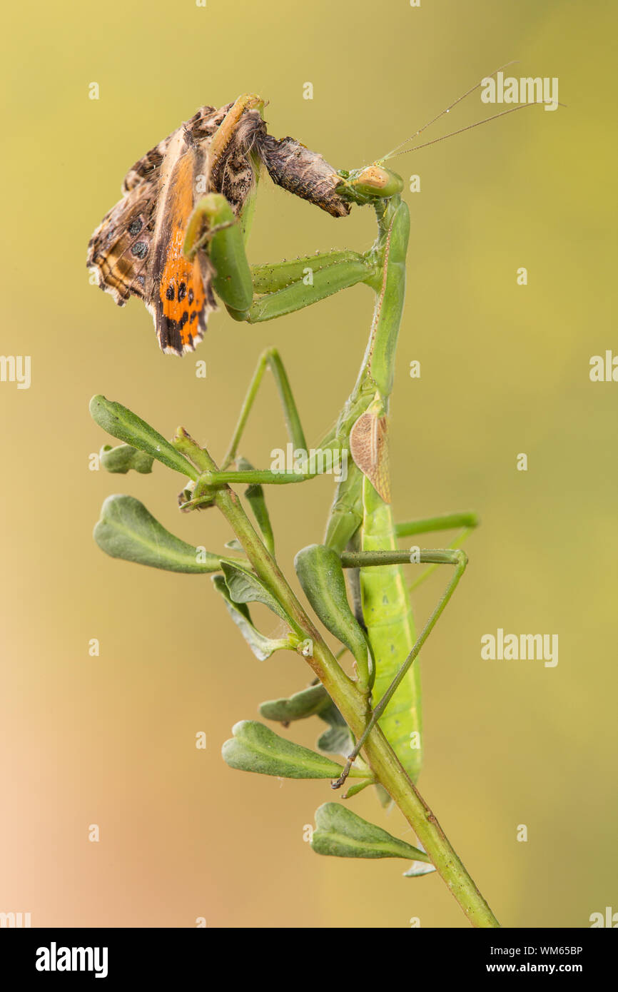 Mantis feeding hi-res stock photography and images - Alamy