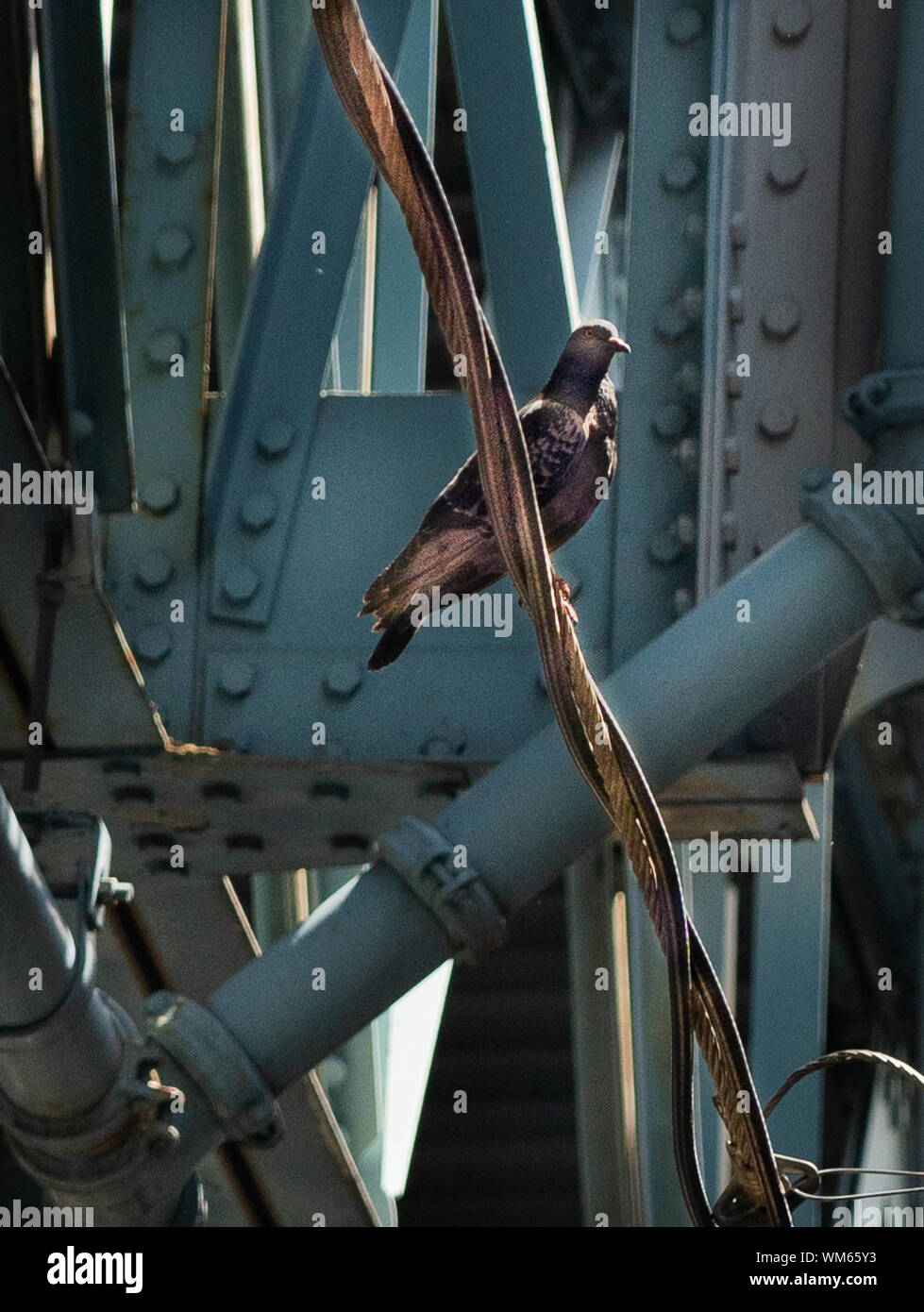 a pigeon sits on a wire under train tracks in the city of Philadelphia ...