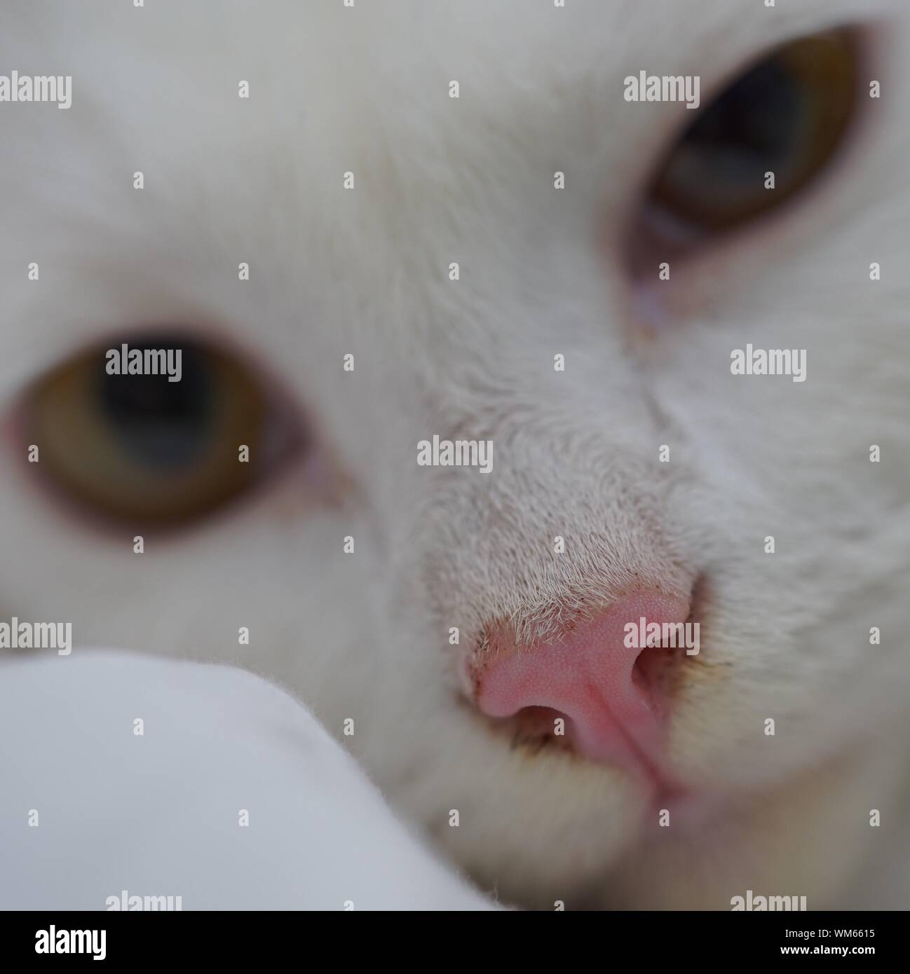 White cat close up nose hi-res stock photography and images - Alamy
